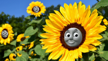 Morning Flower niceeeeee Meme Sound Effect - Voicy