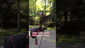 Bird Flapping Wing 4 Meme Sound Effect - Voicy