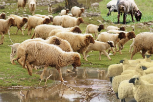 Baaa! Baaa! Meme Sound Effect - Voicy