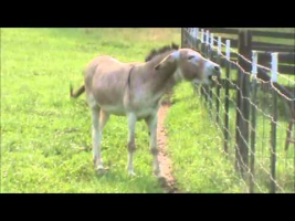 Nestor Donkey Meme Sound Effect - Voicy