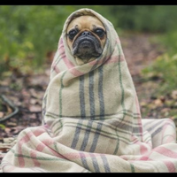 I just lost my dooooooog erape Meme Sound Effect - Voicy