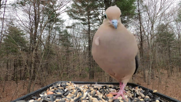bird Meme Sound Effect - Voicy