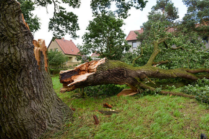 Tree Falling Sound Sounds - Voicy