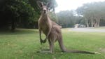 Kangaroo Sound Sounds and Sound Effects - Voicy