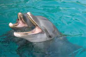 dolphin laughing Meme Sound Effect - Voicy