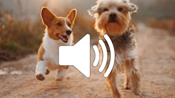 Cute doggy Meme Sound Effect - Voicy