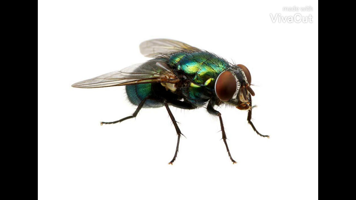 Fly Buzzing Meme Sound Effect - Voicy