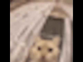 Cat screaming into camera Meme Sound Effect - Voicy