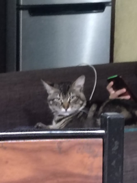 enemy spotted Meme Sound Effect - Voicy