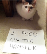 ono Meme Sound Effect - Voicy