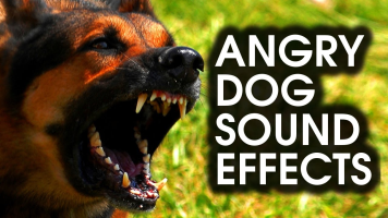 Animal Bark And Growl Meme Sound Effect - Voicy