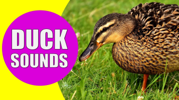 Plucka Duck Meme Sound Effect - Voicy