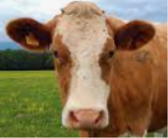 the cow says moo Meme Sound Effect - Voicy