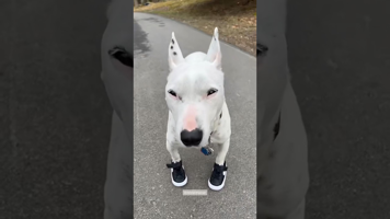 popopoppopopp Meme Sound Effect - Voicy