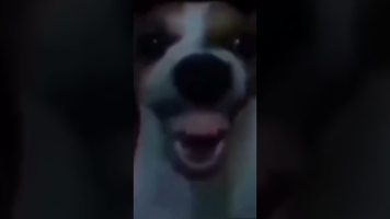 Doggo laugh meme Meme Sound Effect - Voicy