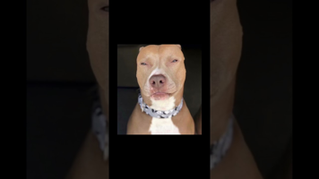 light skin dogs Meme Sound Effect - Voicy