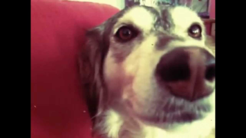Autotune Dog Meme Sound Effect - Voicy