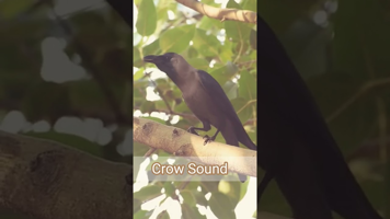 Crow Caw SFX Meme Sound Effect - Voicy