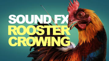 Cheerful Rooster Crowing Meme Sound Effect - Voicy