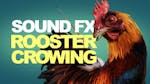 Official Rooster Crowing Sound Effects Soundboard - Voicy