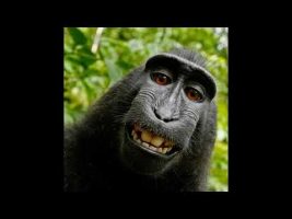 Monkey ( monkey don’t wear any pants ) song Meme Sound Effect - Voicy