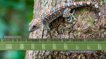 Tokay Gecko Sounds Meme Sound Effect - Voicy