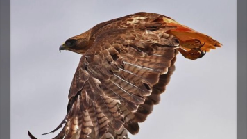 Bird Flapping Wings 5 Meme Sound Effect - Voicy