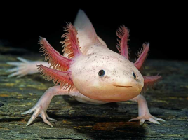 Axolotl Sounds and Sound Effects - Voicy