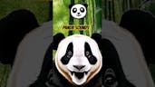 Official Panda Sound Effects Soundboard - Voicy