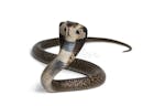 Snake Hiss Sounds and Sound Effects - Voicy
