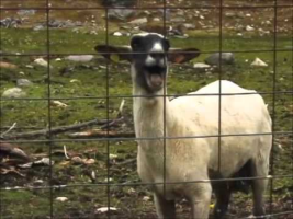 10 Hours of The Screaming Sheep Meme Sound Effect - Voicy
