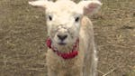 Official Lamb Soundboard - Voicy