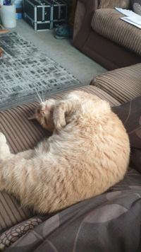 Cricket Siu Sounds and Sound Effects - Voicy