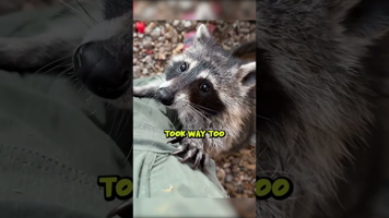 CRINGE racoon loki toxic guy Meme Sound Effect - Voicy