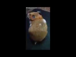 suffering Meme Sound Effect - Voicy