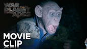 oh no! monkey planet of the apes Meme Sound Effect - Voicy