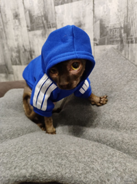 Anvil Sounds and Sound Effects - Voicy