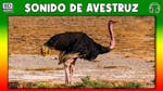 Official Ostrich Sound Effects Soundboard - Voicy