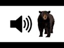 Official Bear Sound Effects Soundboard - Voicy