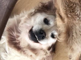 tututu Meme Sound Effect - Voicy