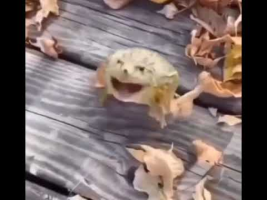 Laughing Frog Meme Sound Effect - Voicy
