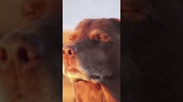 cooked Meme Sound Effect - Voicy