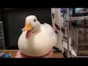 Quack Sounds and Sound Effects - Voicy