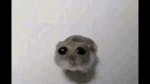 Sad Hamster Violin Meme Meme Sound Effect Voicy