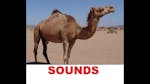 Official Camel Sound effects Soundboard - Voicy