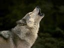 Wolf Sounds and Sound Effects - Voicy