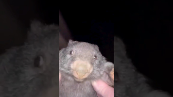 Bober Curva ja birdola ce peder Meme Sound Effect - Voicy