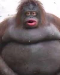 GO BACK I WANT TO BE MONKE! Meme Sound Effect - Voicy