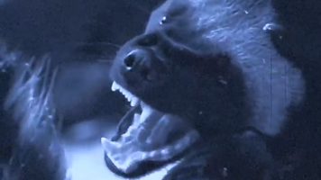 Chris Benoit Meme Sound Effect - Voicy