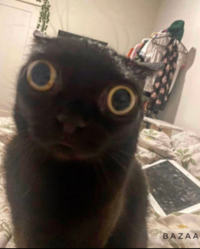 Skeddy noodles Meme Sound Effect - Voicy